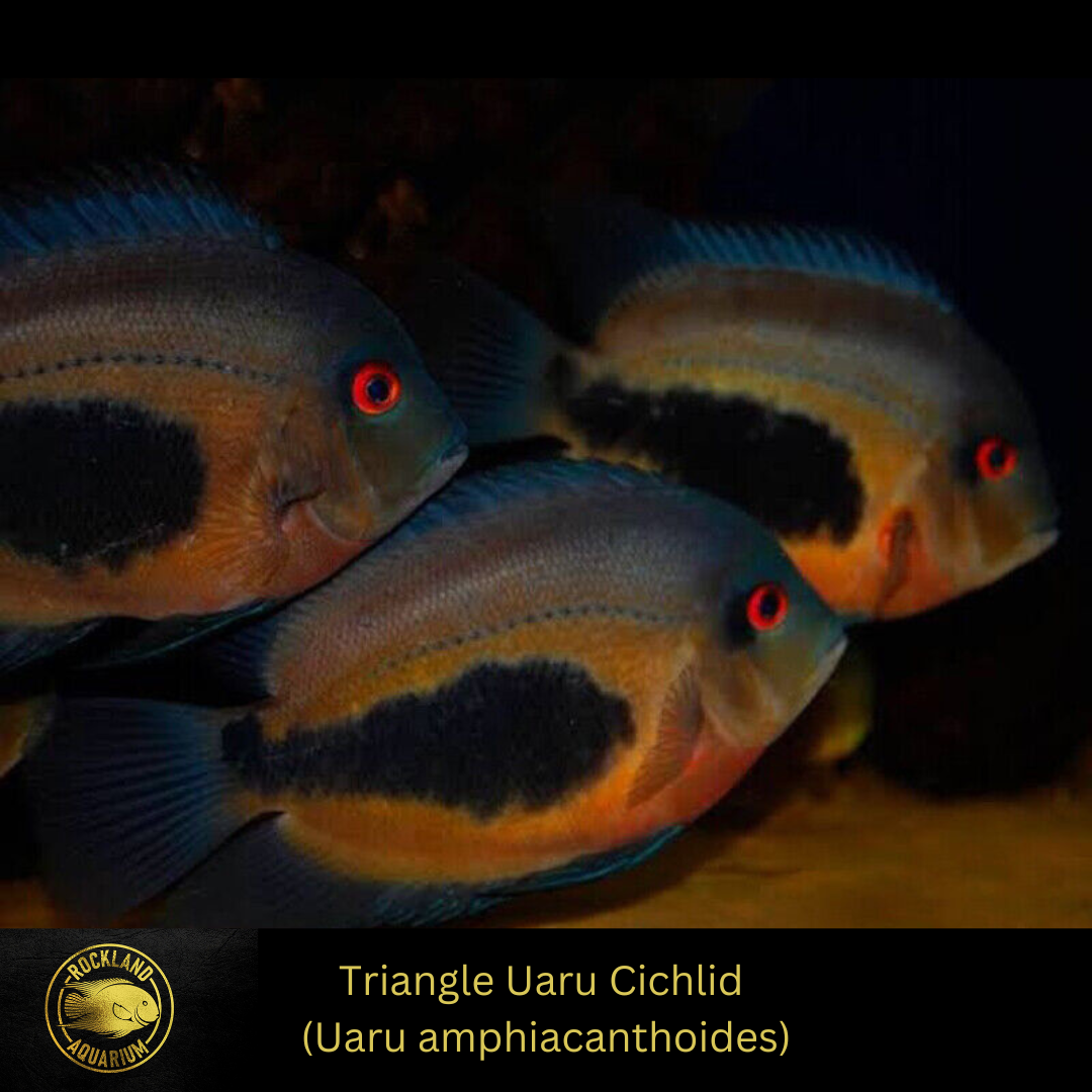 Uaru Triangle Cichlid - Uaru amphiacanthoides - South American ...