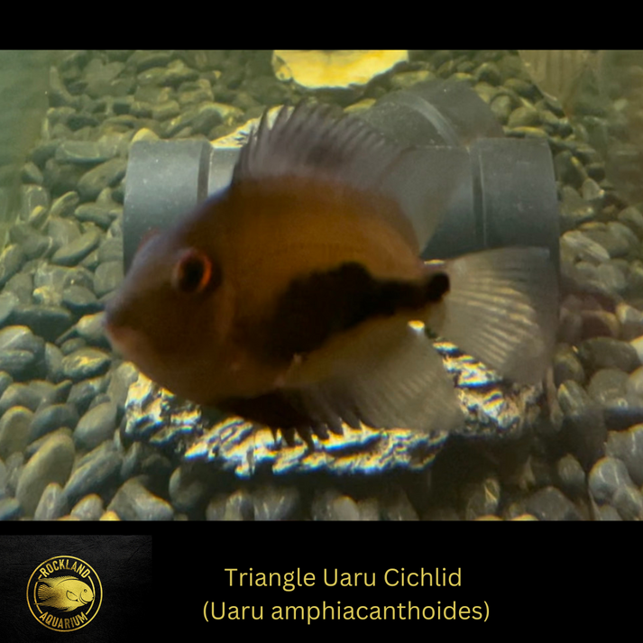 Uaru Triangle Cichlid - Uaru amphiacanthoides - South American - Live