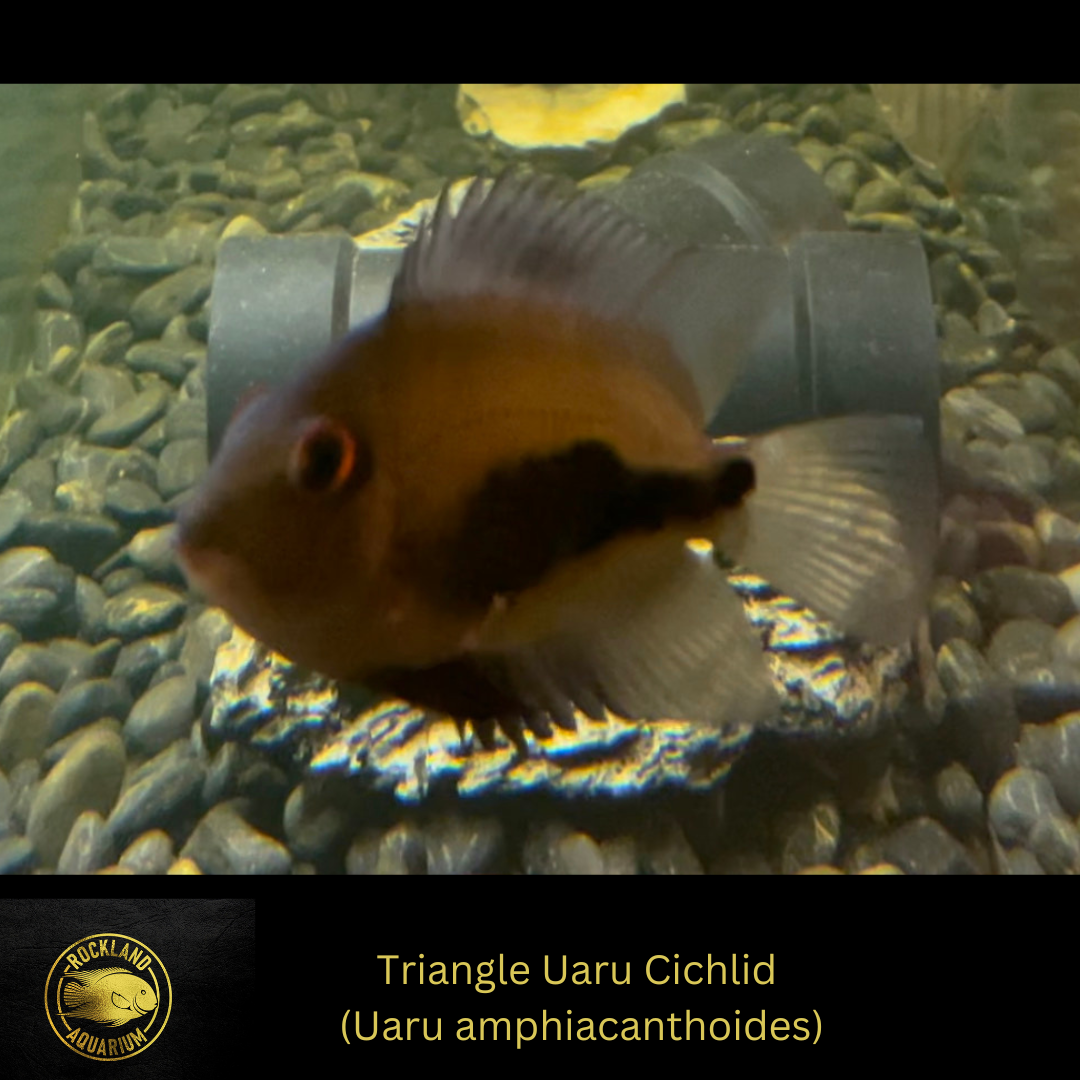 Uaru Triangle Cichlid - Uaru amphiacanthoides - South American ...