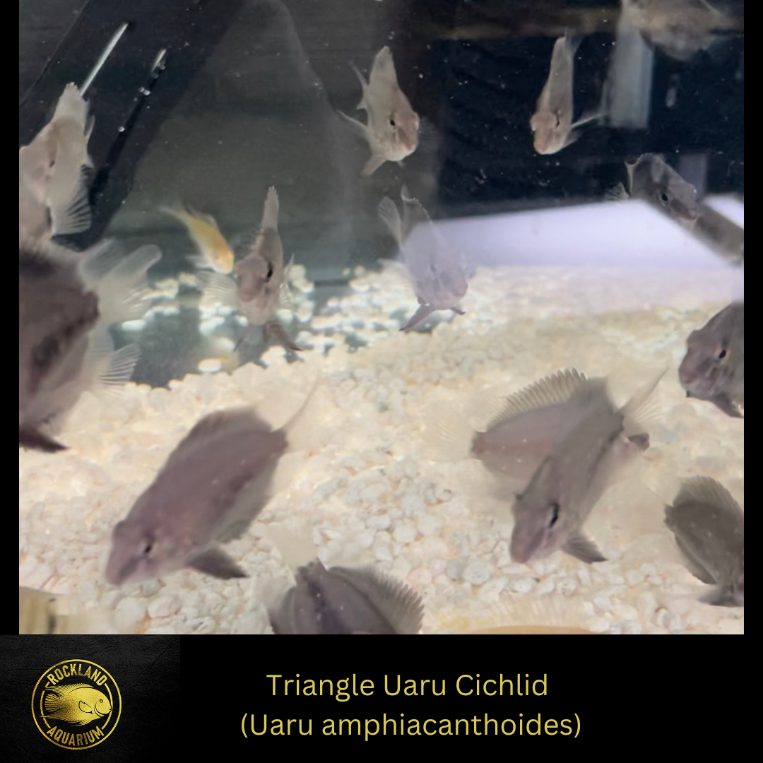 Uaru Triangle Cichlid - Uaru amphiacanthoides - South American ...