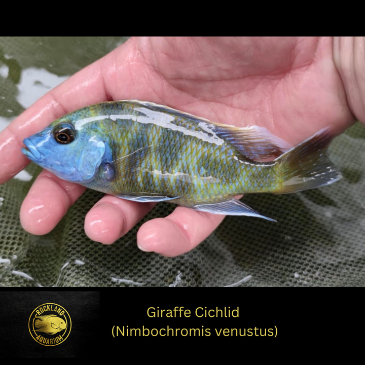 Giraffe Cichlid (Nimbochromis venustus) - Live Fish – Rockland Aquarium