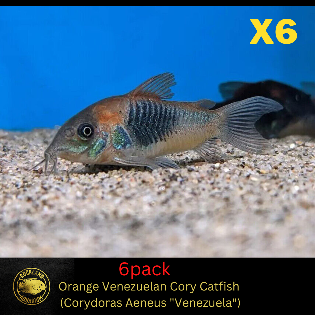 Venezuelan Cory - (Corydoras Venezuelan Catfish) - Live Fish – Rockland ...