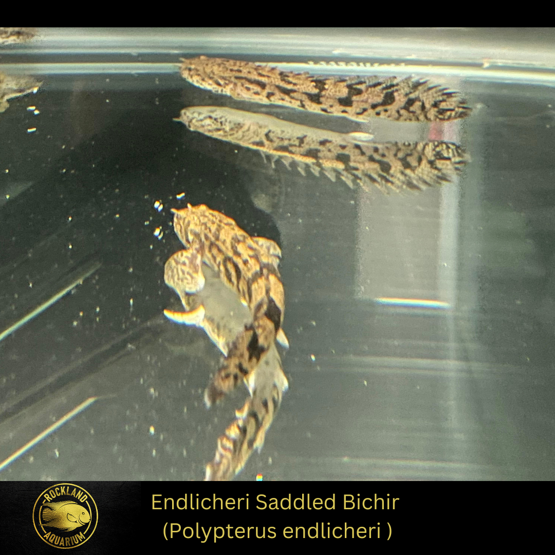Endlicheri Saddled Bichir - Polypterus endlicheri - Live Fish ...