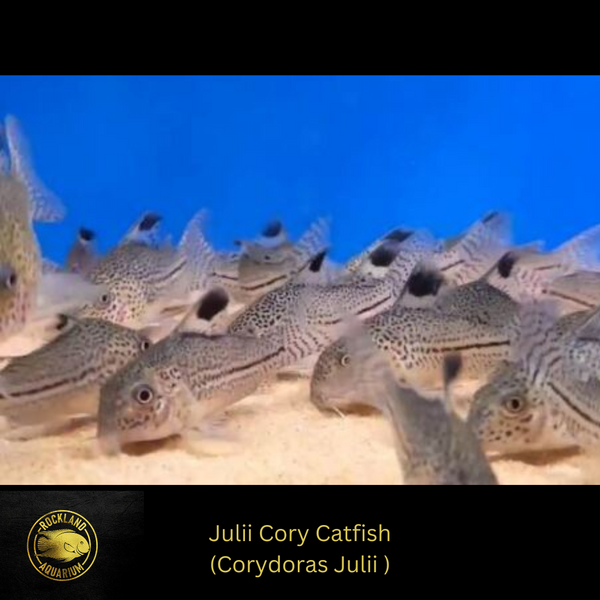Julii Cory Catfish (Corydoras Julii) - Live Fish