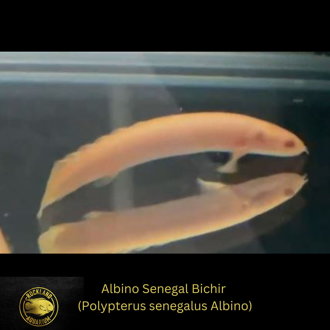 Albino Senegal Bichir - Polypterus senegalus Albino - Live Fish (3"- 4 ...