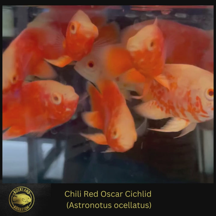 Chili Red Oscar - ASTRONOTUS OCELLATUS - Live Fish – Rockland Aquarium