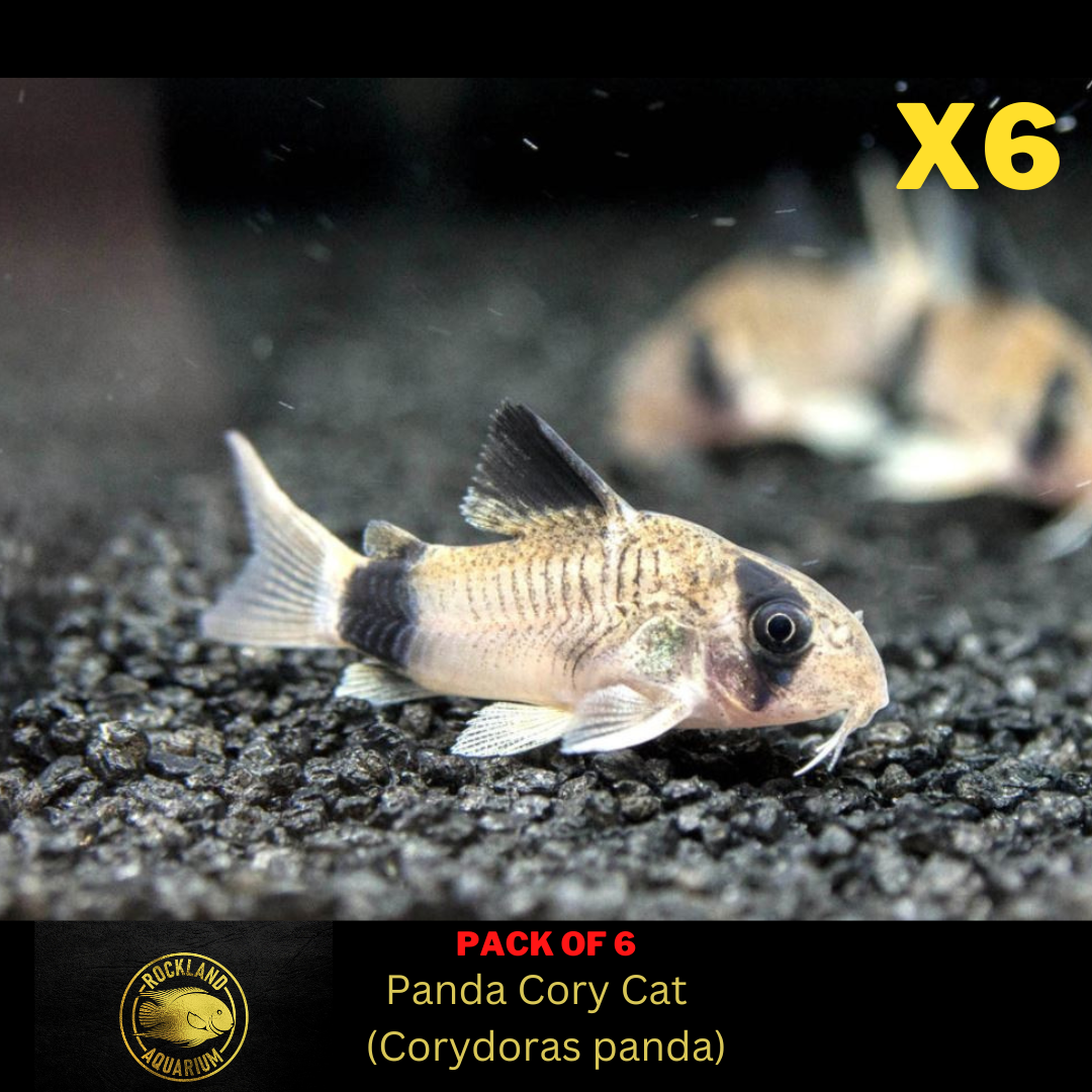 Panda Cory - Corydoras panda Catfish - Live Fish (.75" - 1") – Rockland ...
