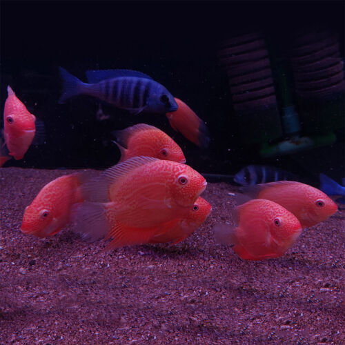 Red Spotted Severum Cichlid - Heros sp. - Live Fish – Rockland Aquarium